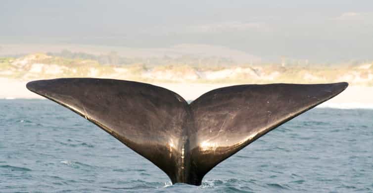 Victor Harbor: Southern Ocean Adventure Cruise with Guide | GetYourGuide