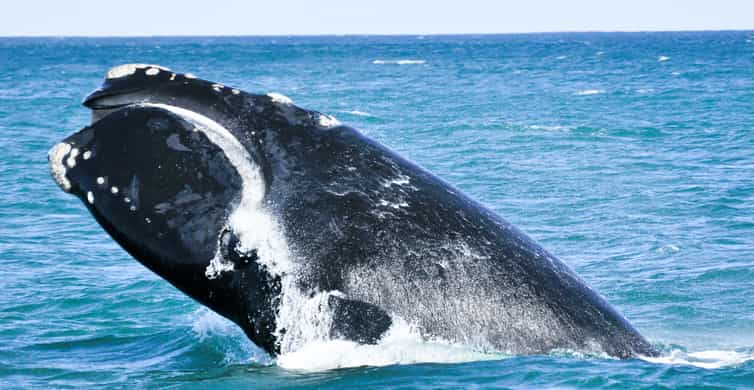 Victor Harbor: Southern Ocean Adventure Cruise with Guide | GetYourGuide