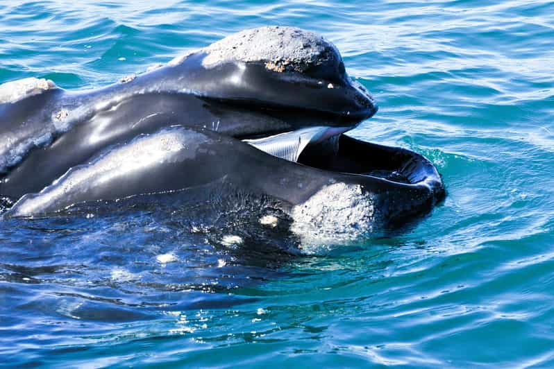 Victor Harbor: Southern Ocean Adventure Cruise with Guide | GetYourGuide