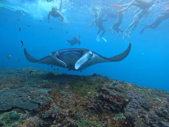 Mergulho com snorkel em MANTA POINT com peixes Manta | GetYourGuide
