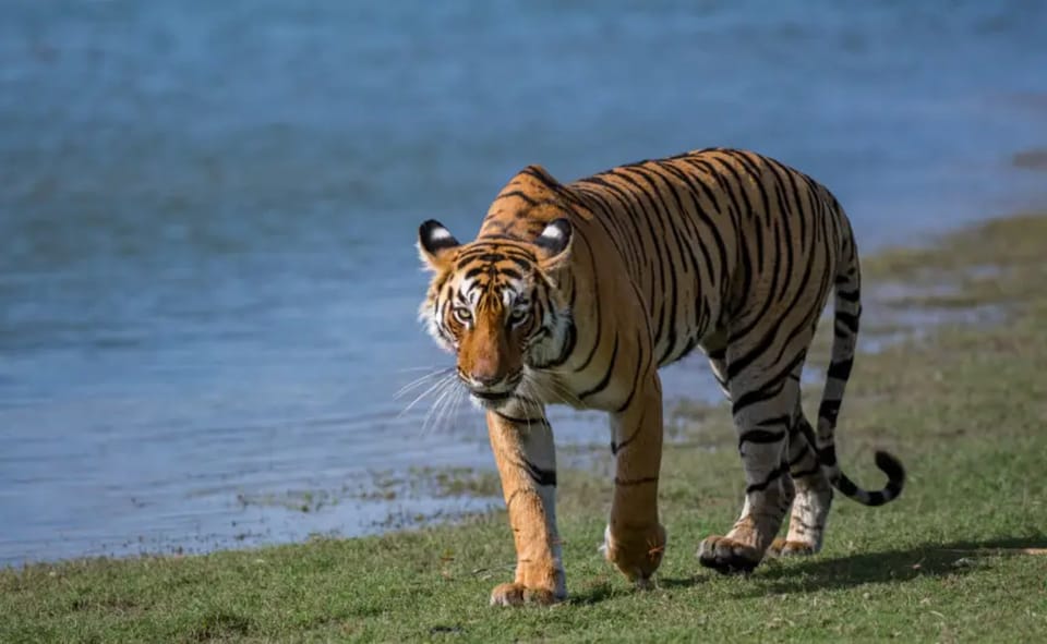 Private Day Trip to Sariska National Park From Jaipur | GetYourGuide