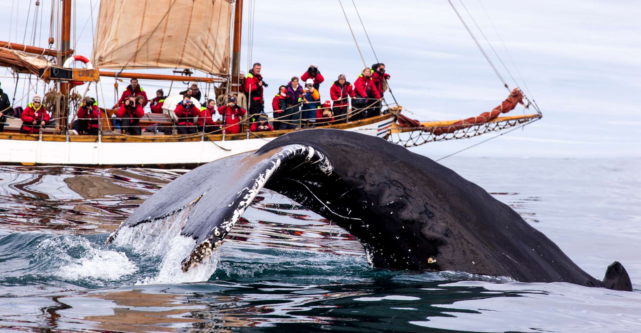 Húsavík, Whale Watching by Traditional Wooden Sailing Ship | Water ...
