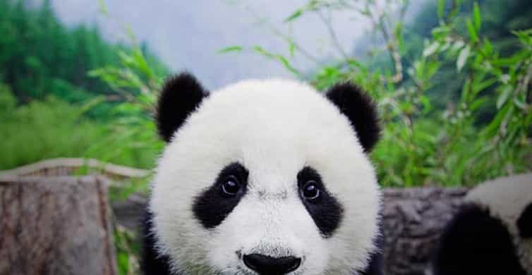 Leshan Grand Buddha Scenic Area and Panda Park Day Tour | GetYourGuide