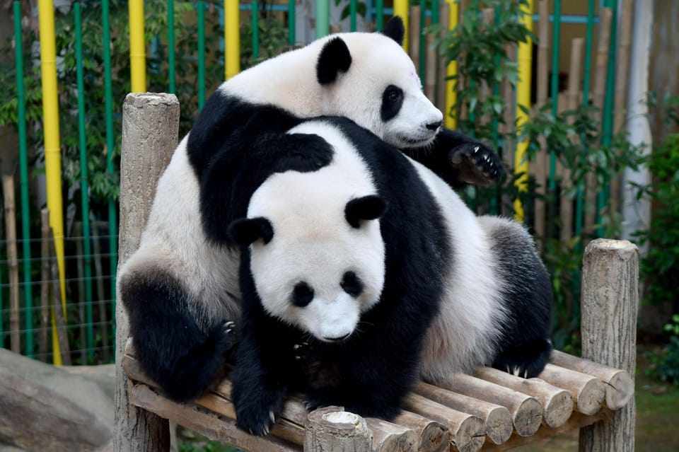Chengdu: Panda Base, Leshan Buddha, & Emeishan 2 Day Tour | GetYourGuide