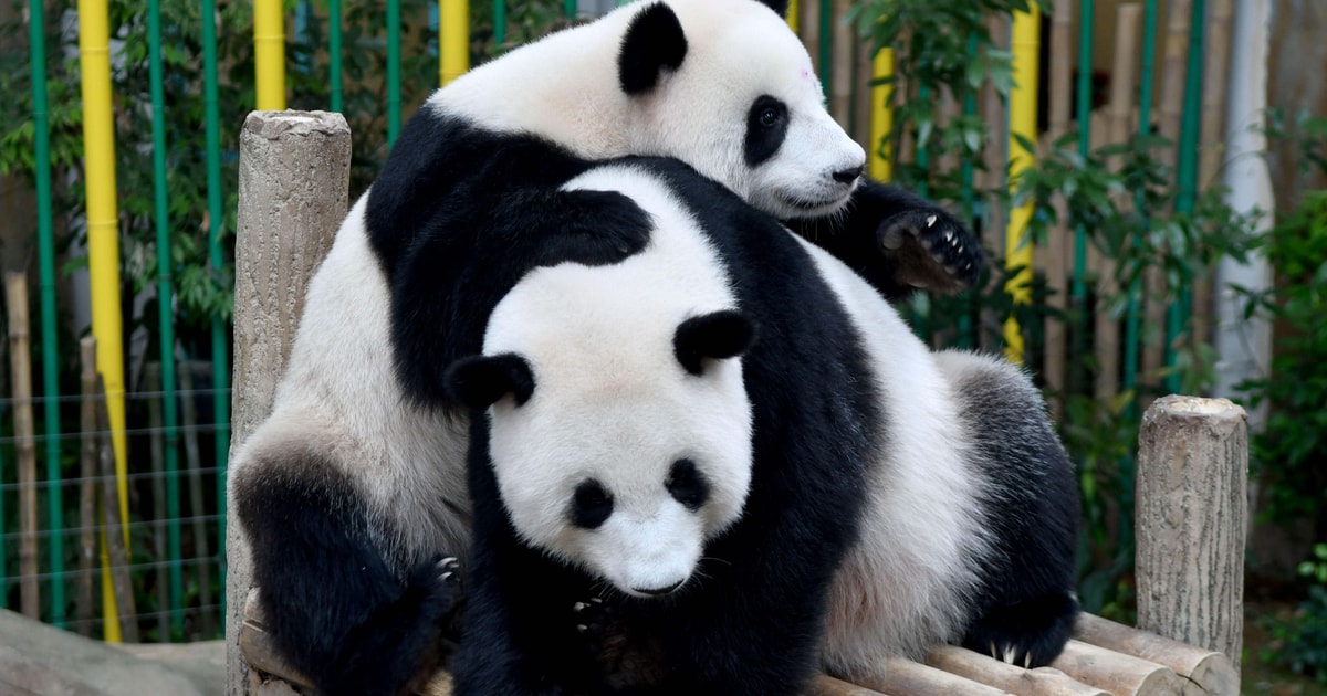 Chengdu: 2 Days Panda, Leshan Buddha and Emeishan Group Tour | GetYourGuide