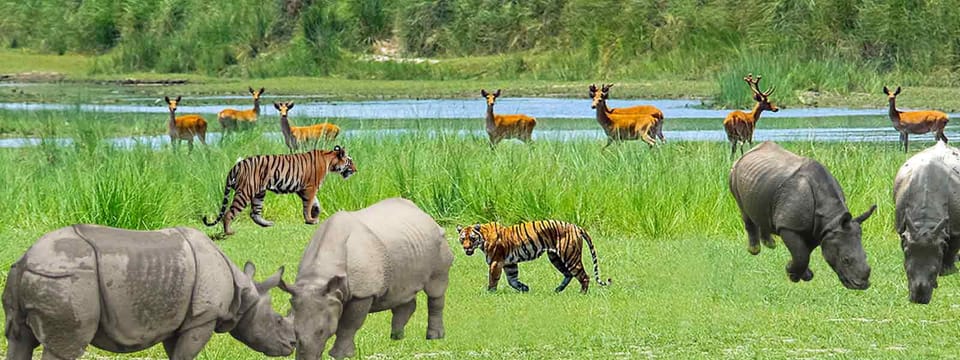 Chitwan National Park Tour Package- 3 Days | GetYourGuide