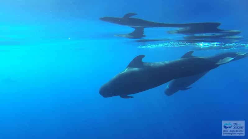 Funchalból: Bálna és delfin megfigyelés | GetYourGuide