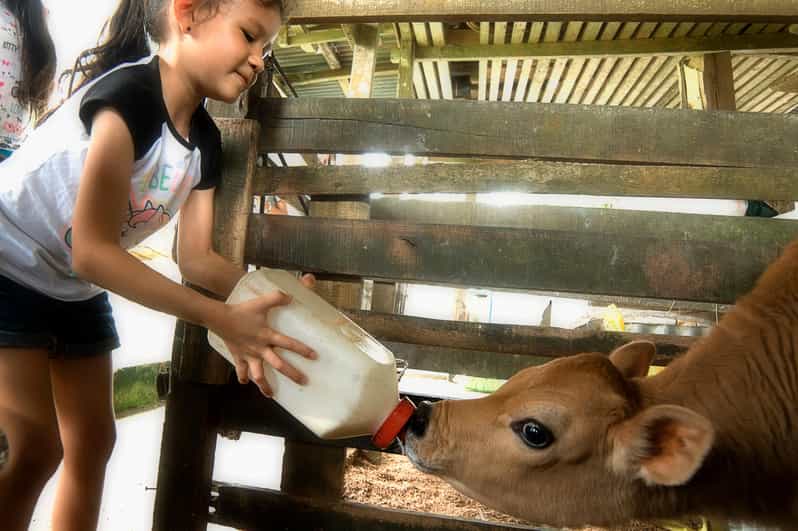 La Fortuna: Small Group Family Farm & Sloth Experience | GetYourGuide