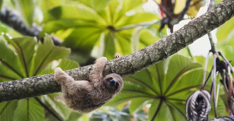 La Fortuna: Small Group Family Farm & Sloth Experience | GetYourGuide