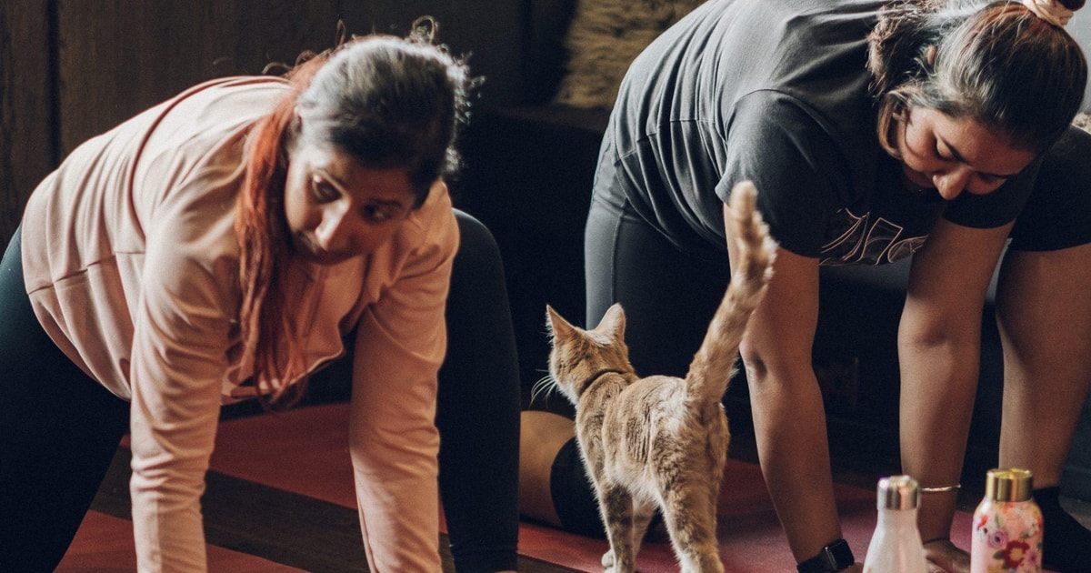 Valencia: Cat Pilates Class at a Cat Café | GetYourGuide