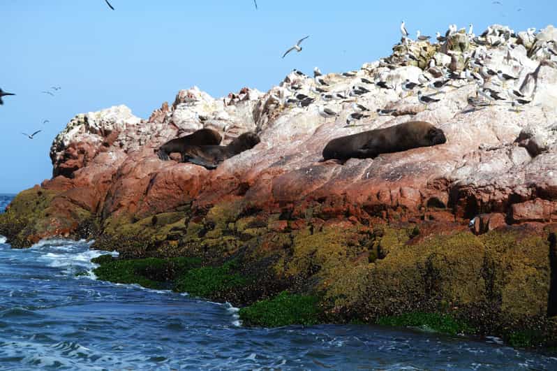 Lima: tour privato delle isole Ballestas, delle cantine e delle linee ...