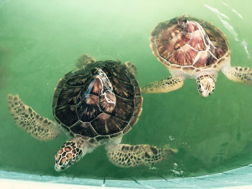 Khao Lak Eco-Safari: Elephants, Tsunami Museum, and Turtles | GetYourGuide