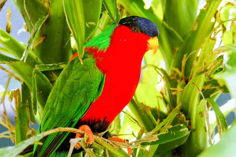 Discover Fijian Culture and Reptiles | GetYourGuide