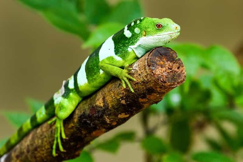 Discover Fijian Culture and Reptiles | GetYourGuide