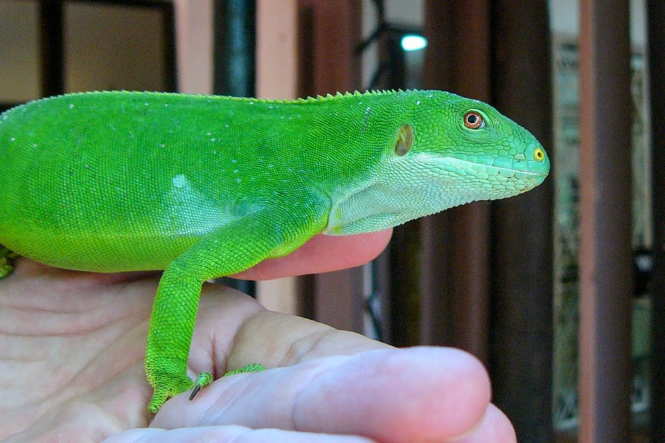 Discover Fijian Culture and Reptiles | GetYourGuide