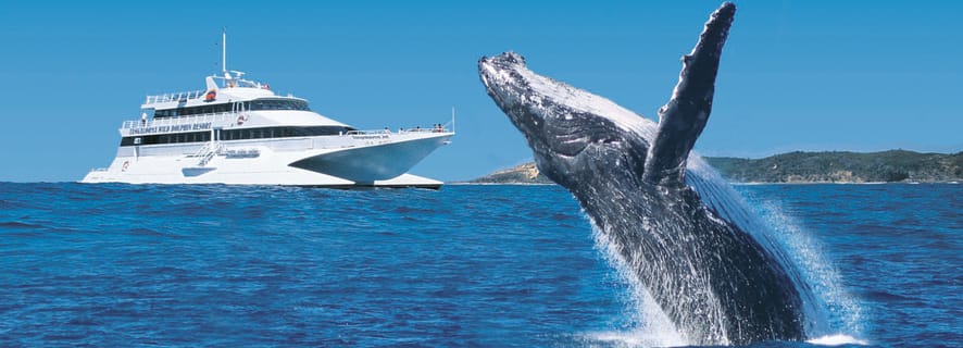 Tangalooma, Brisbane - Book Tickets & Tours | GetYourGuide