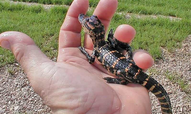 New Orleans: Bayou Tour in Jean Lafitte National Park | GetYourGuide
