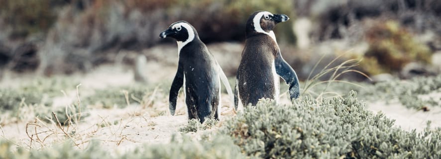 Kap der Guten Hoffnung, Kapstadt - Tickets & Eintrittskarten | GetYourGuide