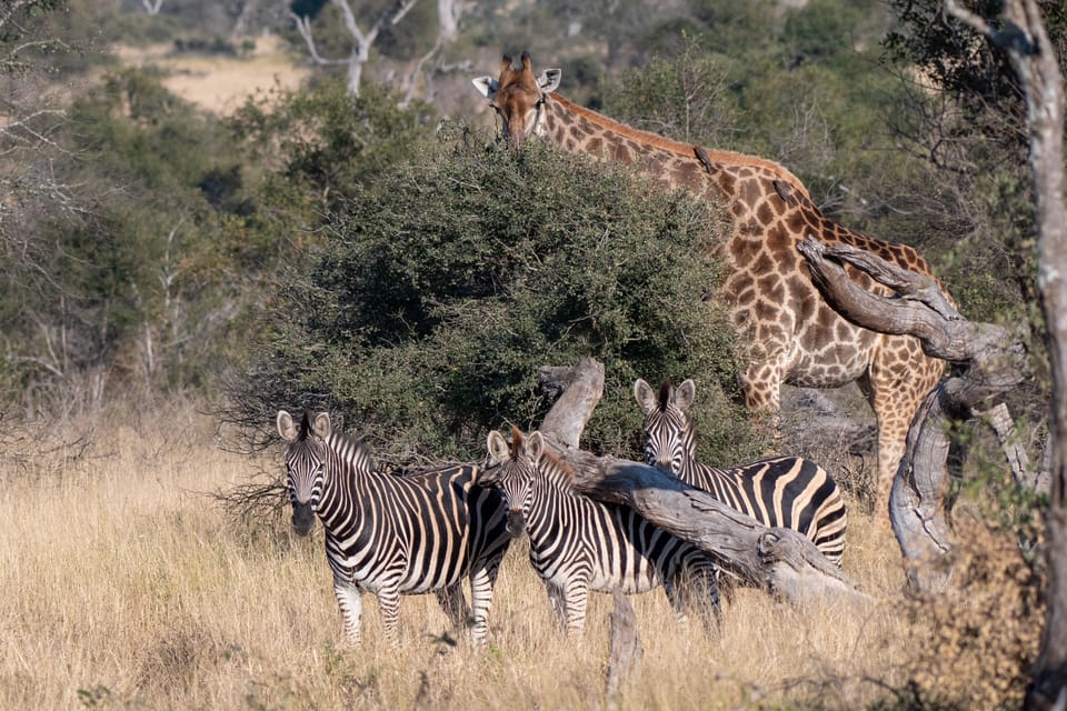 Full-Day Private Big 5 Safari in Kruger National Park | GetYourGuide