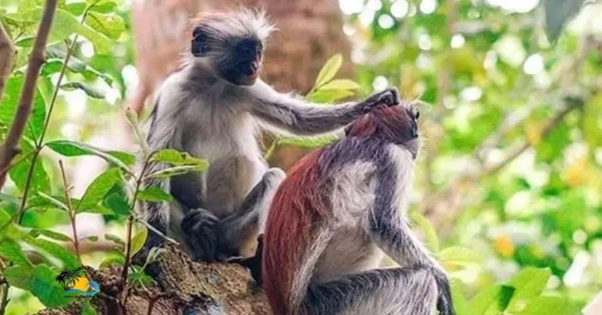 Jozani Forest Walking tour and Stone Town | GetYourGuide