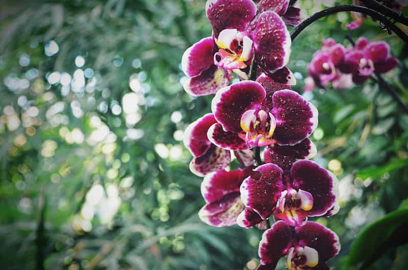 Potsdam: Biosphäre Potsdam Entry Ticket | GetYourGuide