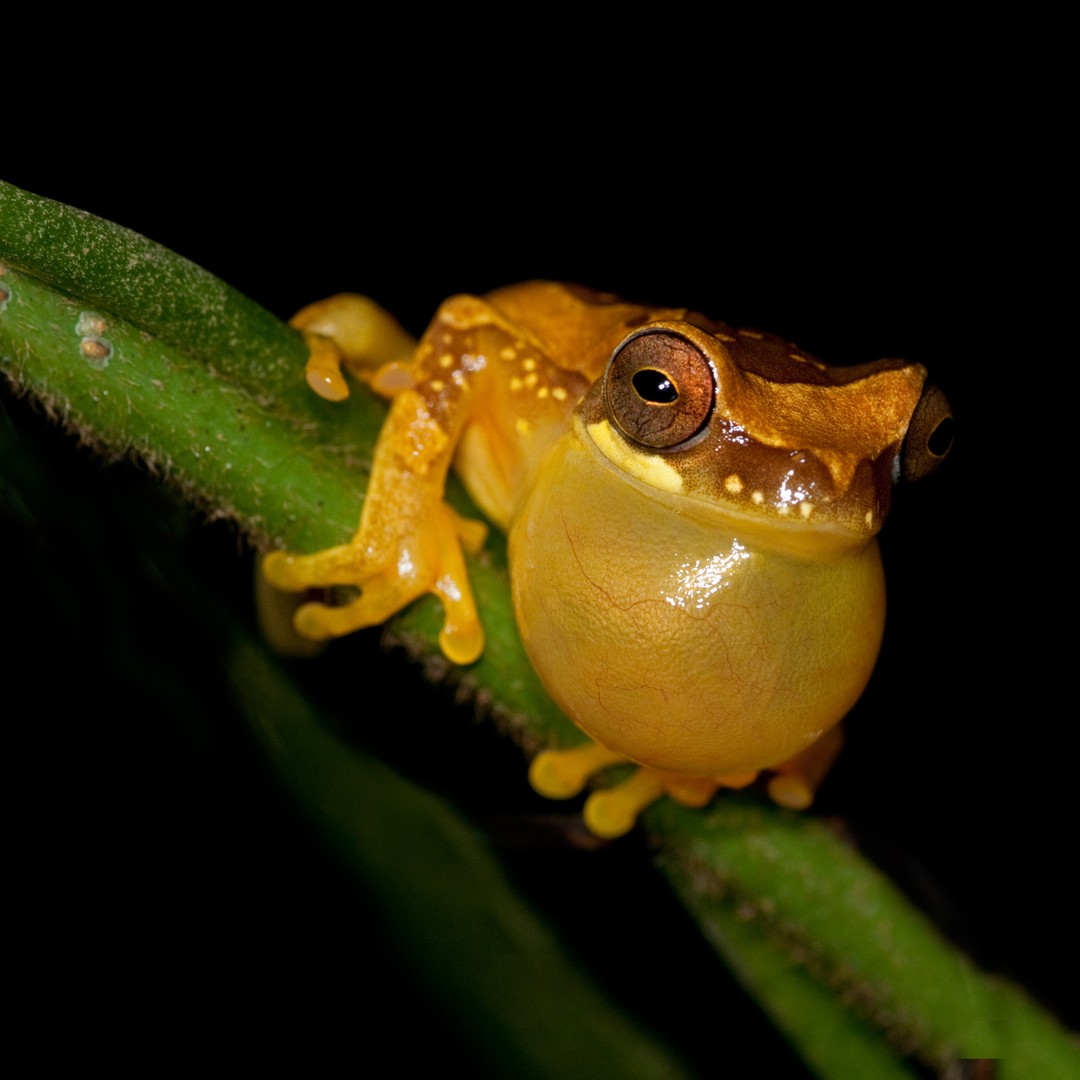 La Fortuna: Evening Frog Safari | GetYourGuide