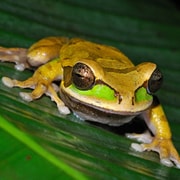 La Fortuna: Evening Frog Safari | GetYourGuide