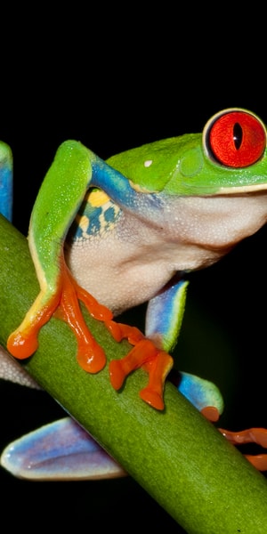 La Fortuna: Evening Frog Safari | GetYourGuide