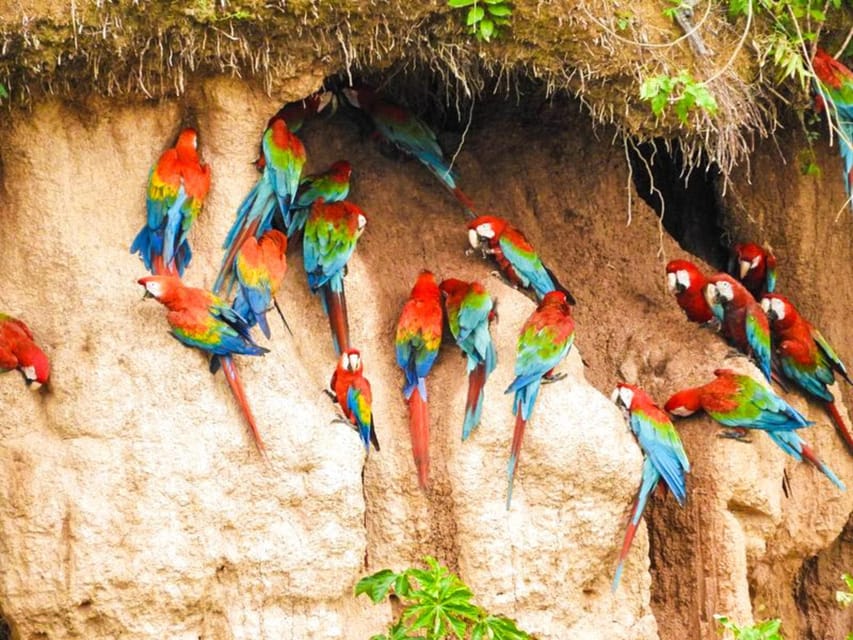 Parrot and Macaw Clay Lick Tour | Canoe | Tambopata Jungle | GetYourGuide