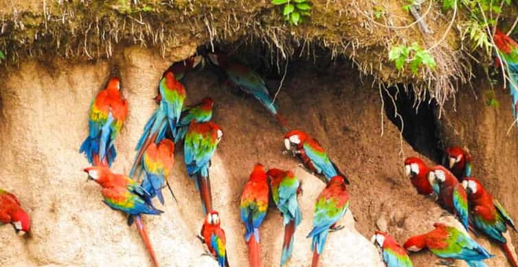 Parrot and Macaw Clay Lick Tour | Canoe | Tambopata Jungle | GetYourGuide