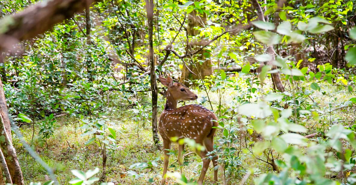 Wilpattu National Park Safari Tour from Colombo | GetYourGuide