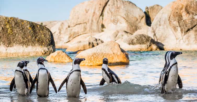 Kap der Guten Hoffnung Pinguine Robben & Chapmans Peak Gemeinsame Tour | GetYourGuide