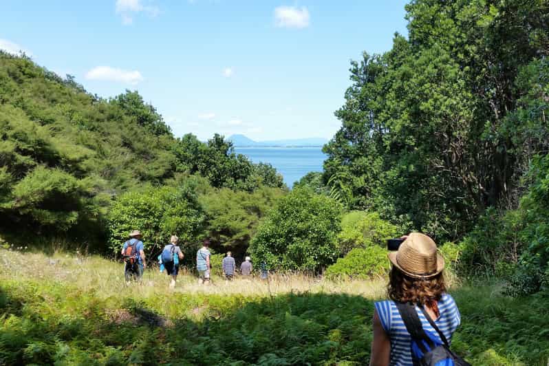 Moutohora (Whale) Island Sanctuary Tour from Whakatane | GetYourGuide