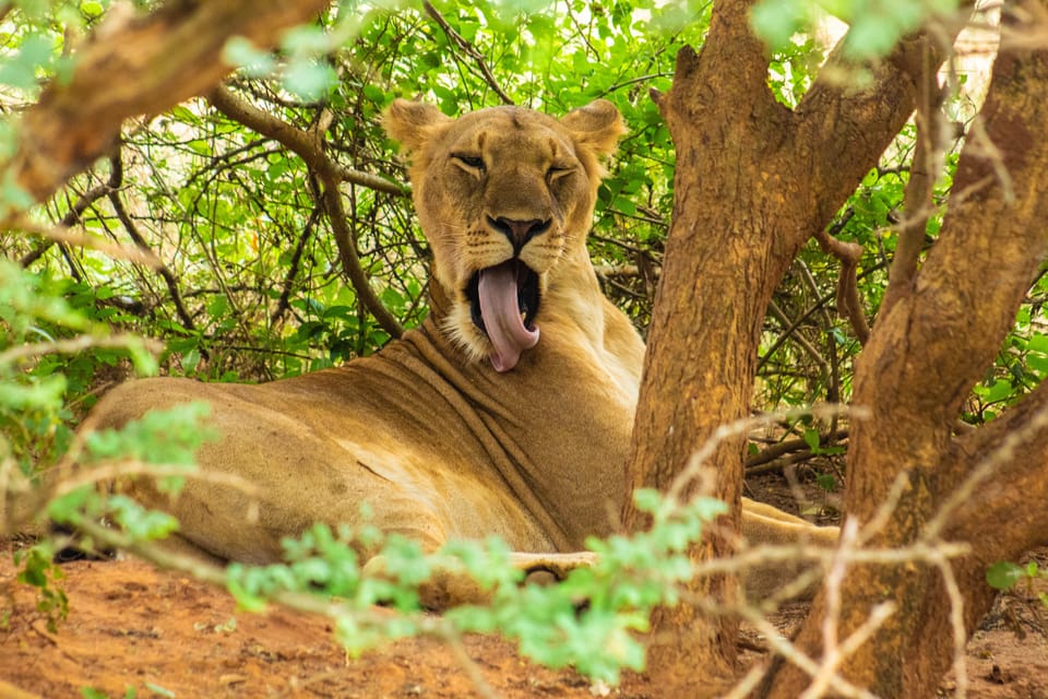 6 Days Murchison Falls NP,Bwindi Forest NP &Lake Bunyonyi | GetYourGuide