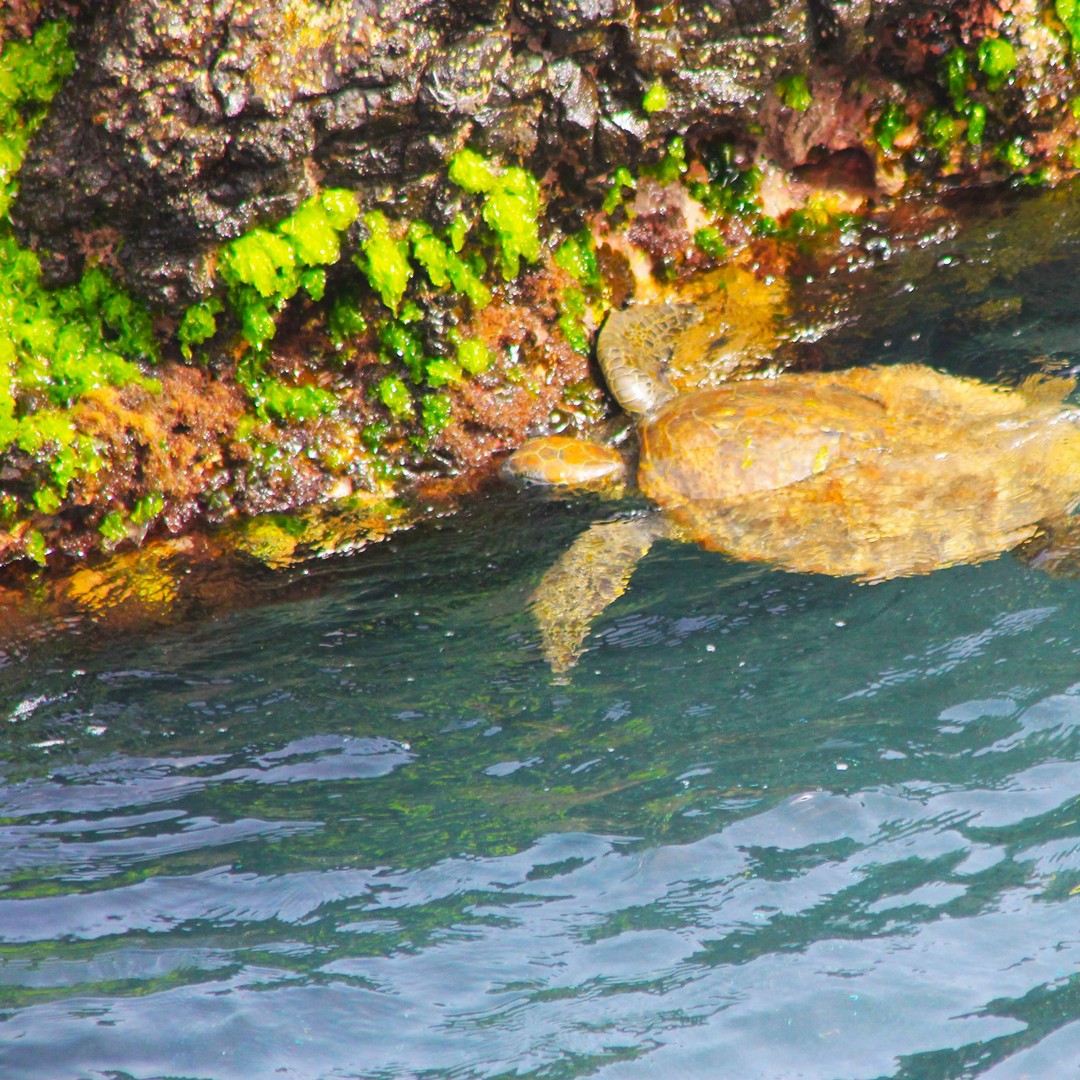 In English: turtles, sharks, Santa Monica Beach, shipwreck, cave ...