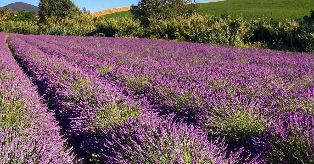 The Tuscan lavender field | GetYourGuide