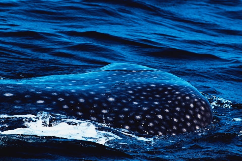 Da Cancun e Riviera Maya Snorkeling con squali balena | GetYourGuide