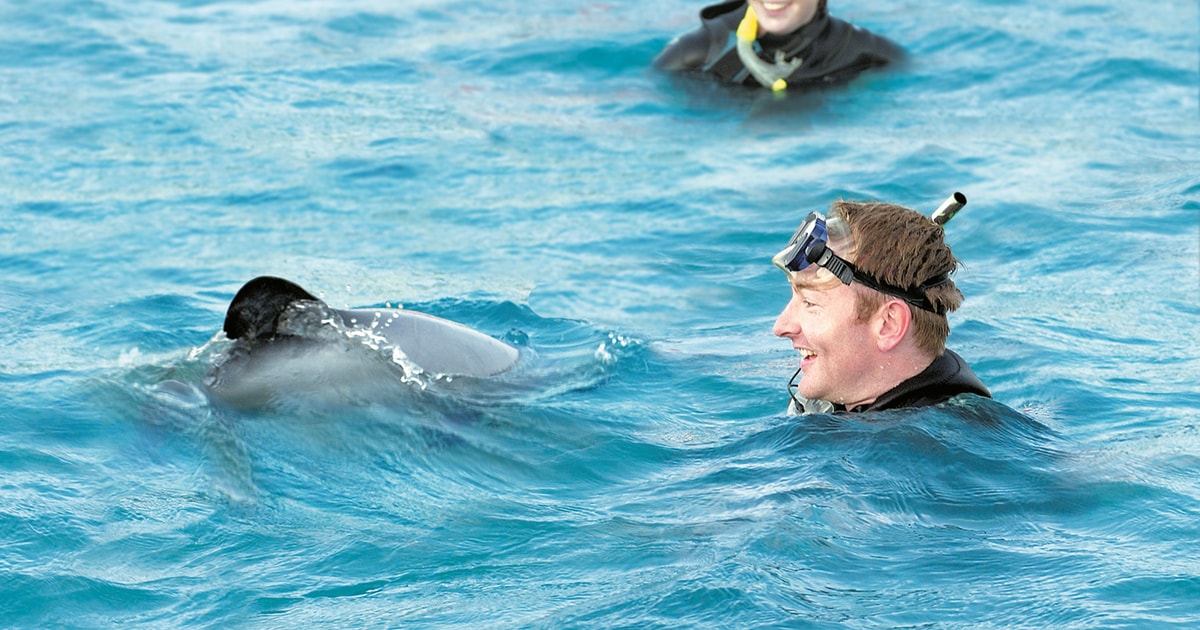 Akaroa: zwemmen met wilde dolfijnen 3 uur durende ervaring | GetYourGuide