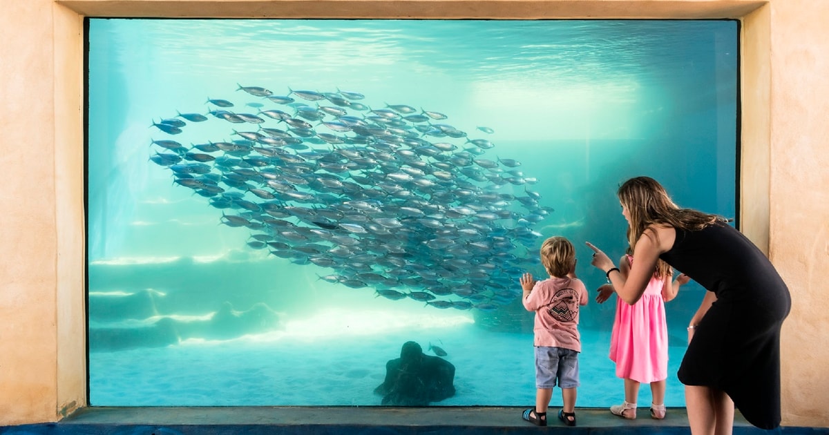 Perth: entradas para el acuario AQWA de Australia Occidental | GetYourGuide