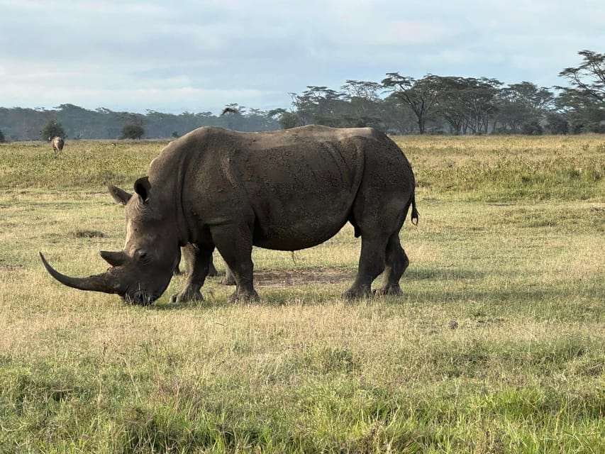 Excursión de un día al Parque Nacional del Lago Nakuru | GetYourGuide