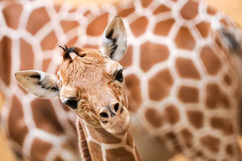 Rotterdam: Rotterdam Zoo Blijdorp Entry Ticket | GetYourGuide