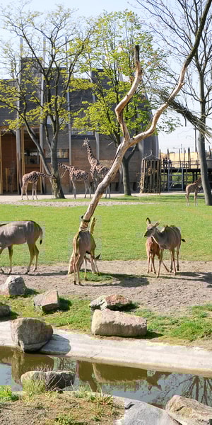 Rotterdam: Rotterdam Zoo Blijdorp Entry Ticket | GetYourGuide