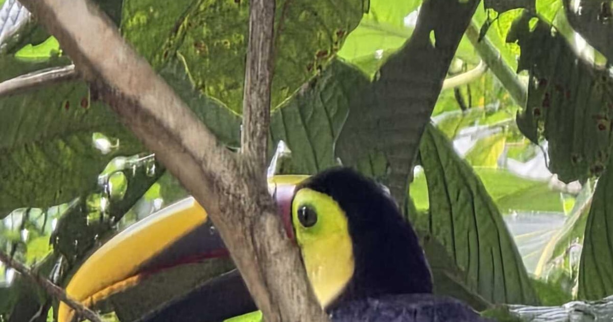 La Fortuna: Garantierte Tour zur Beobachtung von Tukanen und Vögeln ...