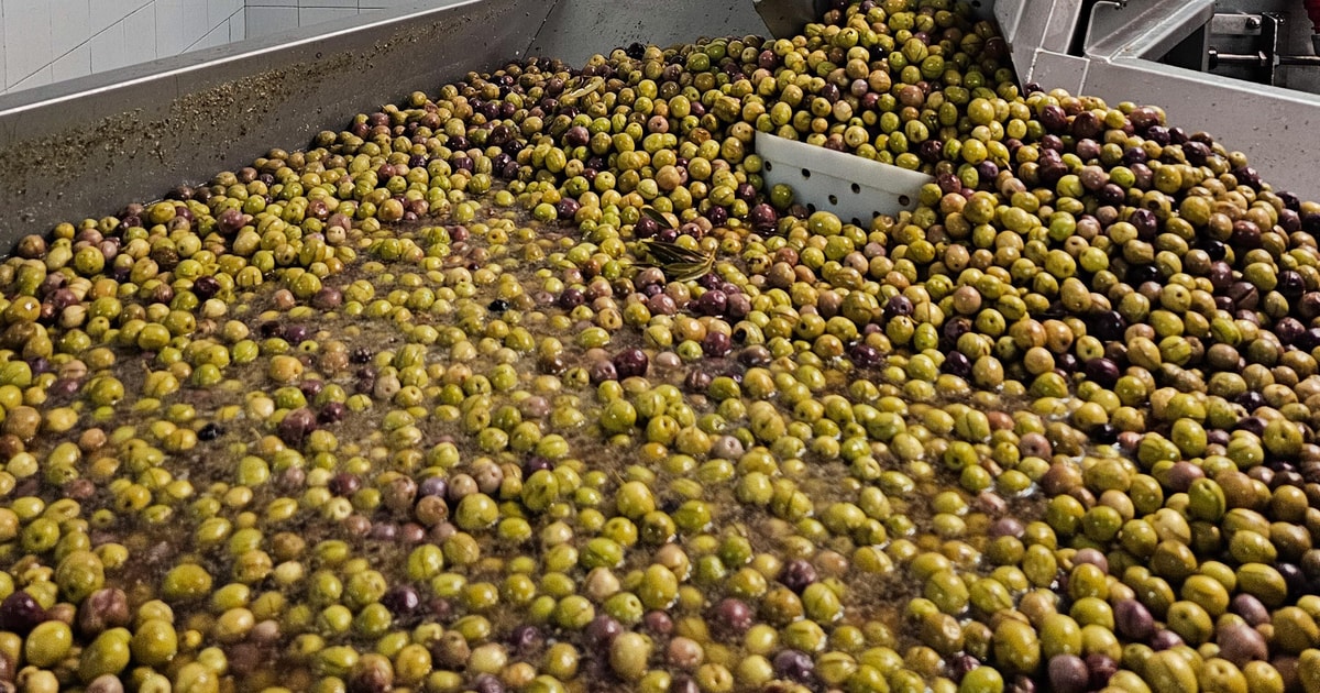 Tavira City & Olive Factory tour | GetYourGuide