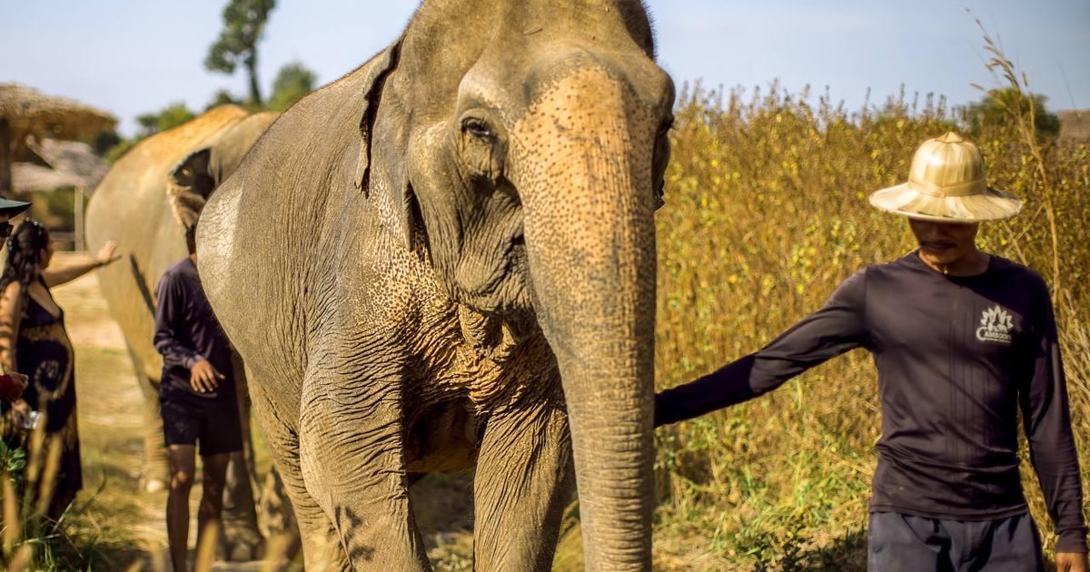 Cambodia Elephant Sanctuary, Pickup and drop off included | GetYourGuide