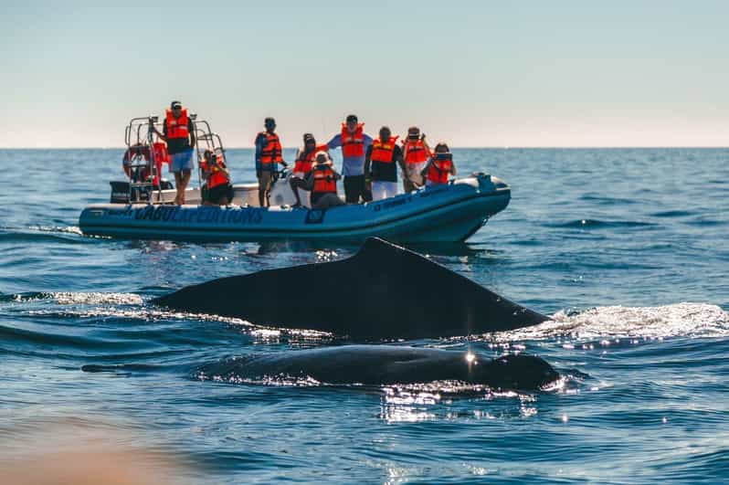 Cabo San Lucas: Up-Close Whale Watching Small-Group Tour | GetYourGuide