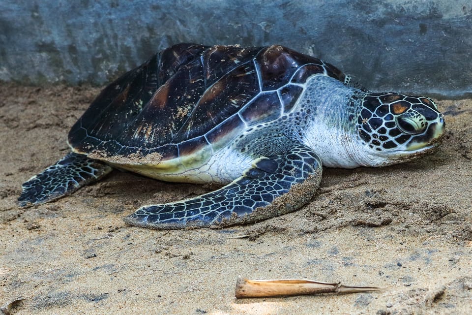 コロンボからのベントータ日帰りツアー | GetYourGuide