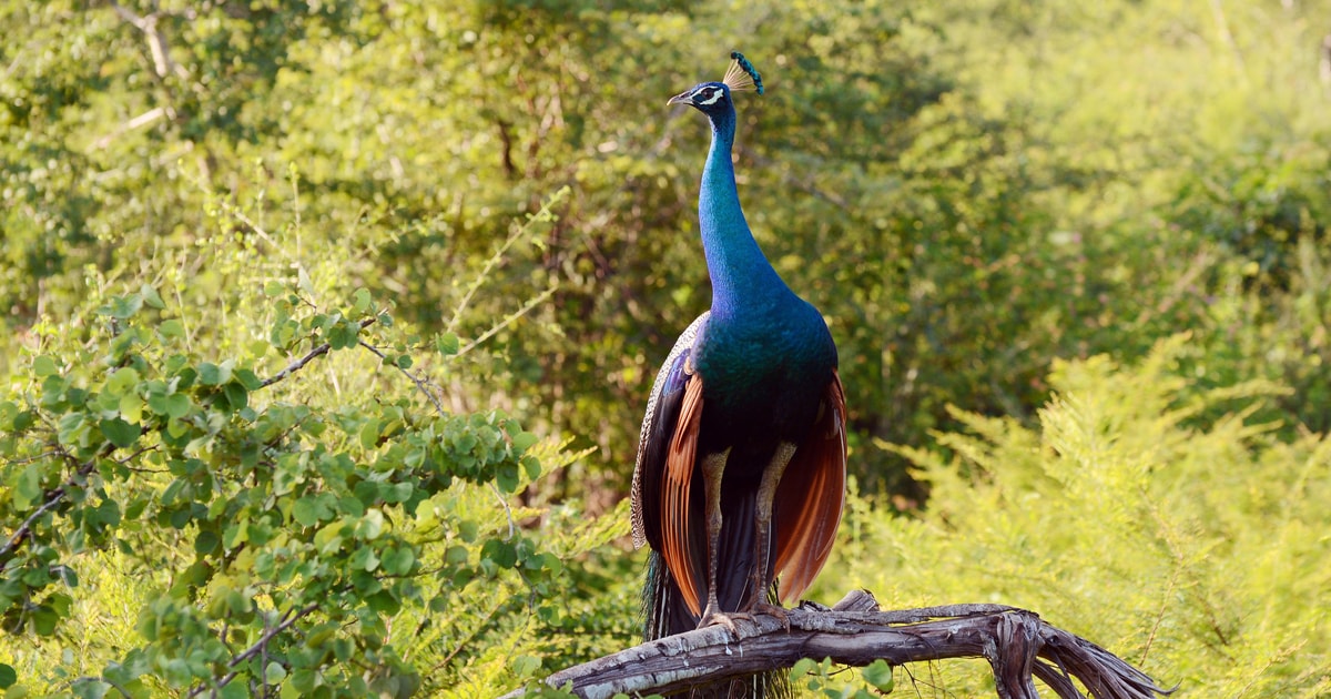 Wilpattu National Park Safari Tour from Dambulla | GetYourGuide