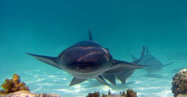 Punta Cana: Reef Explorer | GetYourGuide