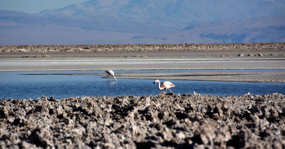 Salar de Atacama and altiplanic lagoons | GetYourGuide